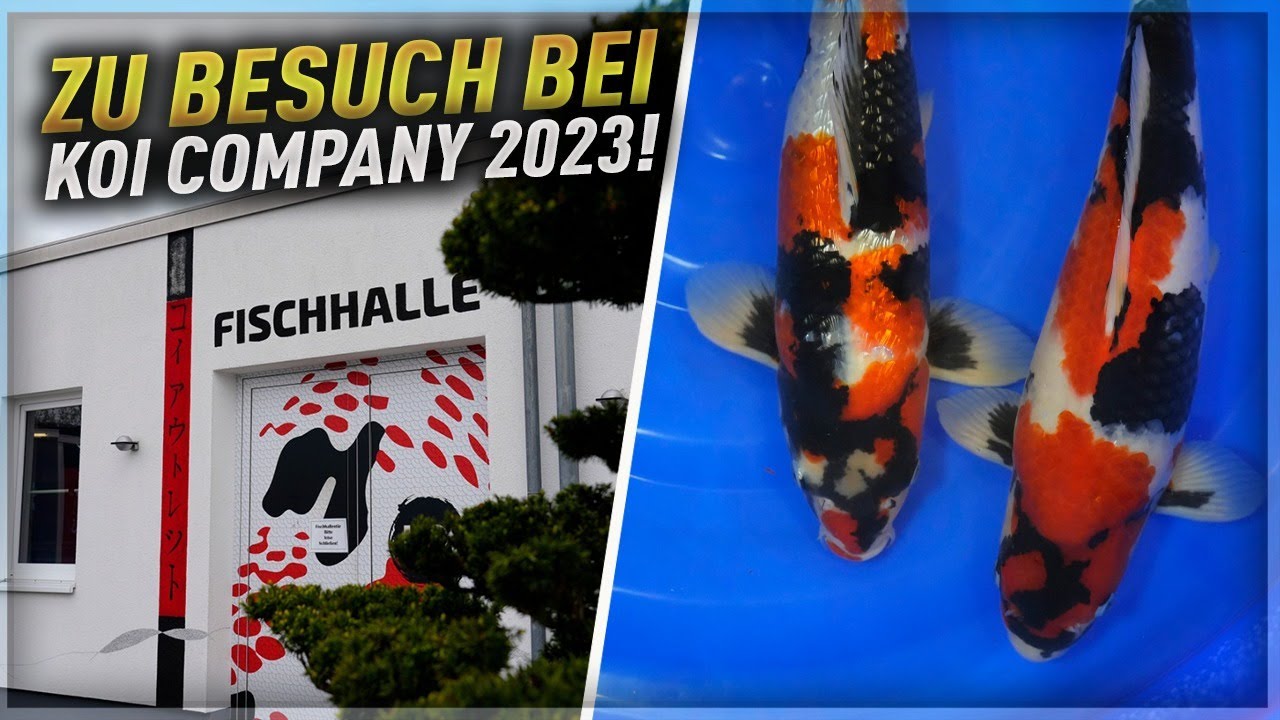 Einfach wow! Koi Company 2023! 94.000 Liter Koi Anlage und riesiger ...