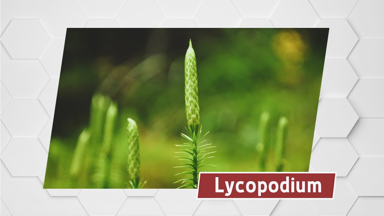 Lycopodium MMVP - YouTube