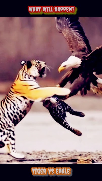 Tiger vs eagle #shorts #animals #trending #trendingshorts #tiger # ...
