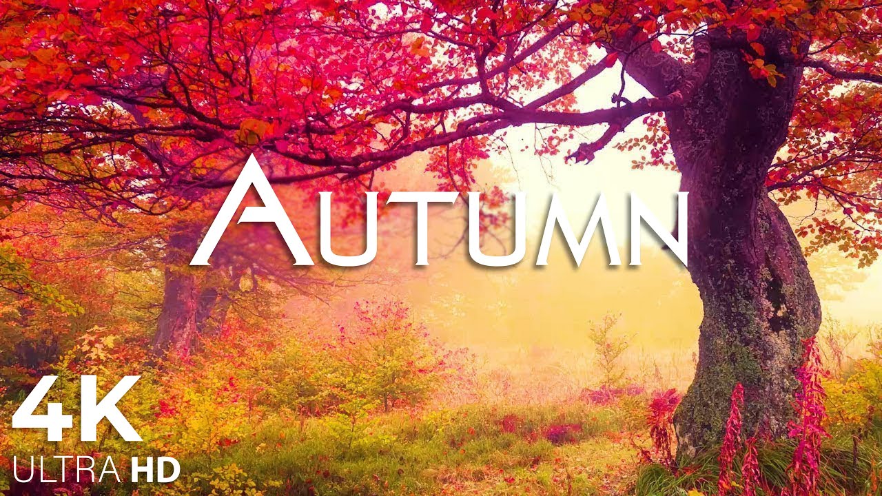 Enchanting Autumn Forests with Beautiful Piano Music🍁4K Autumn Ambience ...