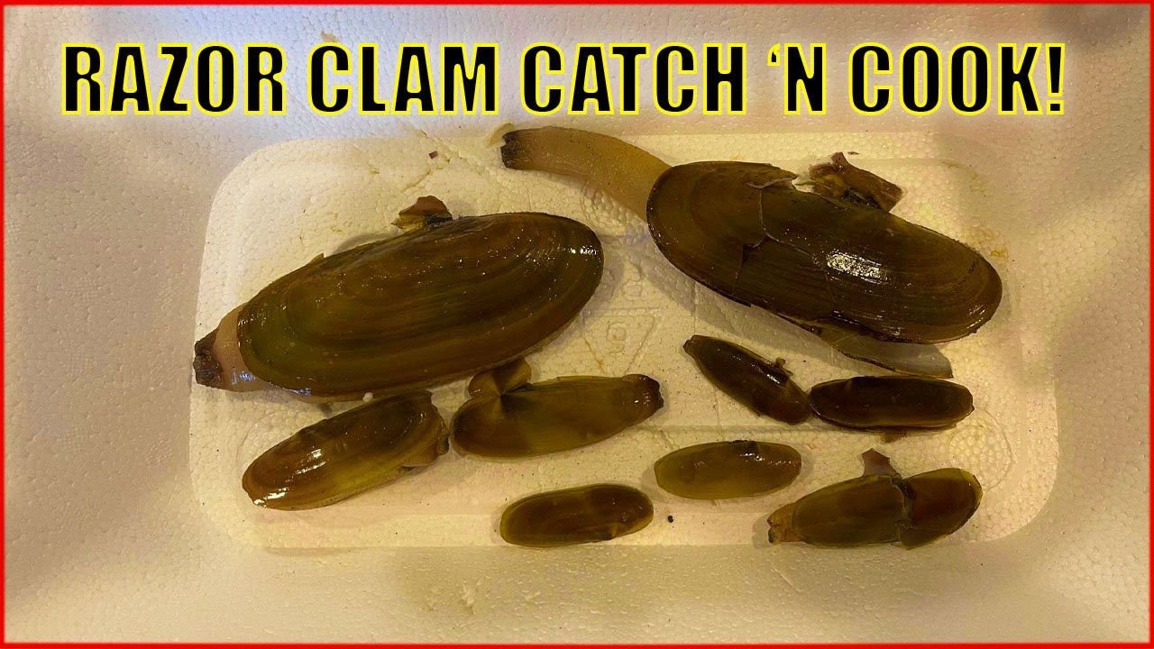 Fall Razor Clam Catch And Cook! (Washington State) - YouTube