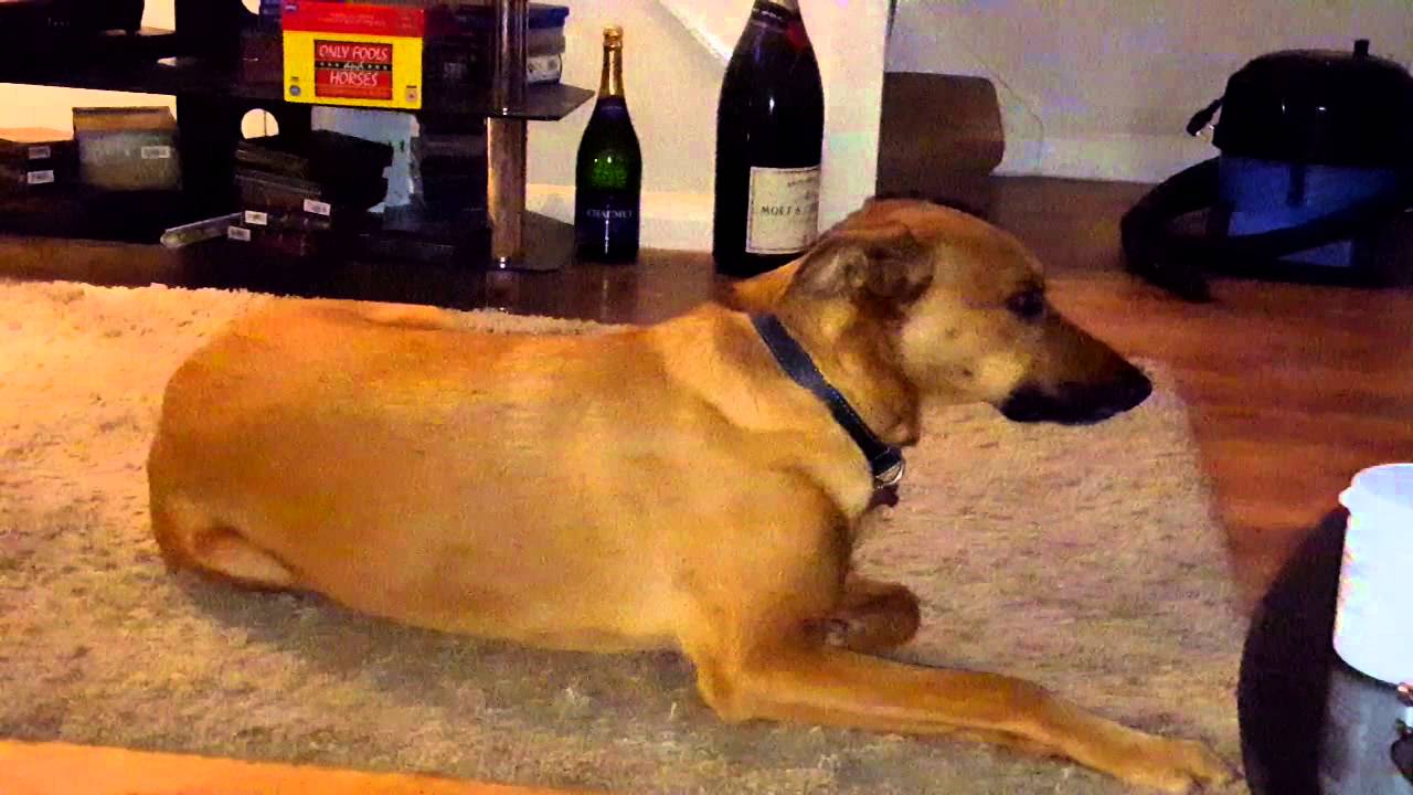 Video of orbs with our dog - YouTube