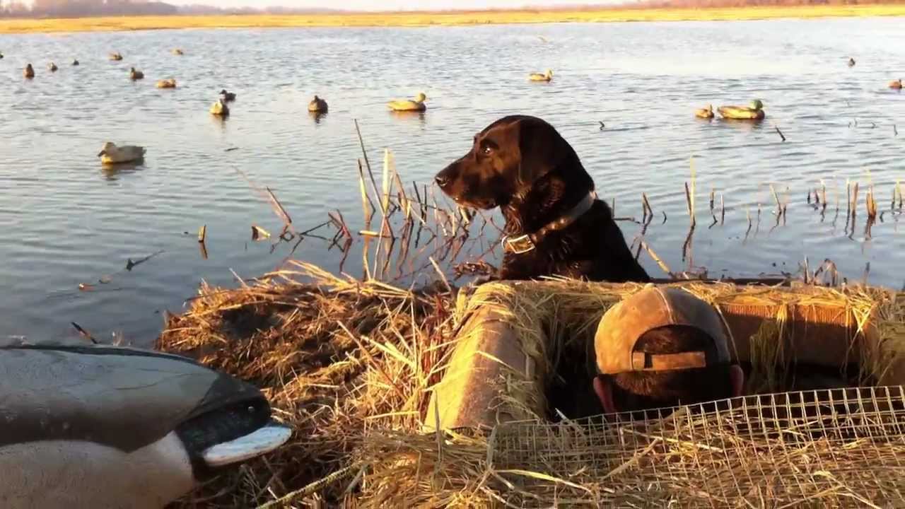 Sutter Bypass - Yuba, CA - 17 DEC 2011 - YouTube