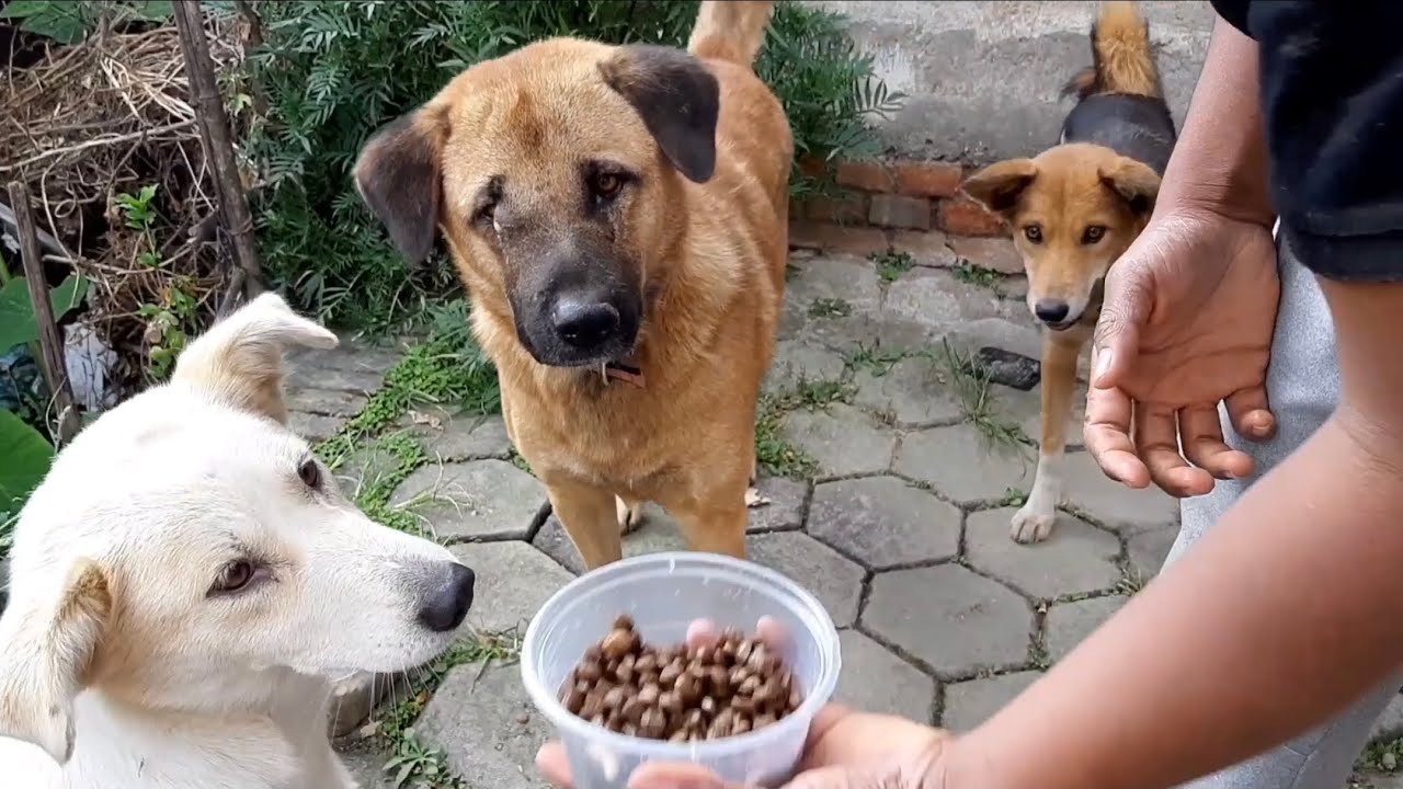A Meal To Stray Dogs💦/ A Dog Whose Face Has STY 😱/ A Poor Dog ️ - YouTube