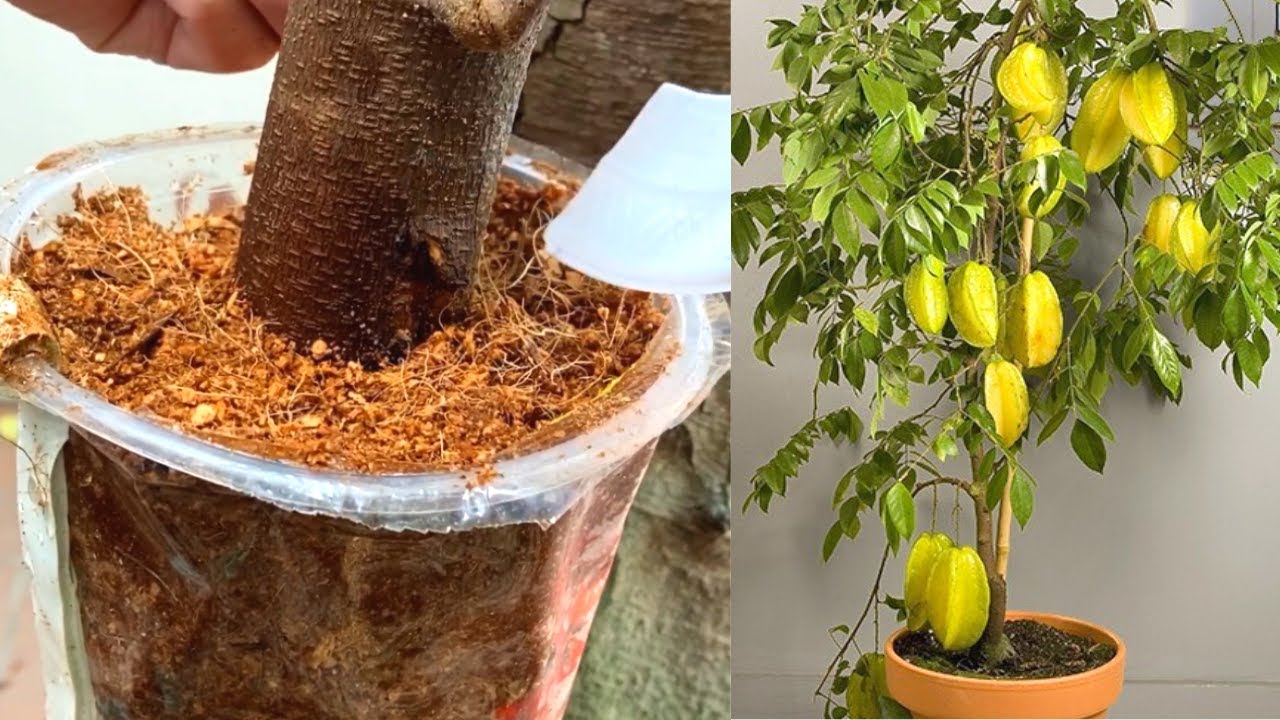 How to Grow Star Fruit in Containers - YouTube