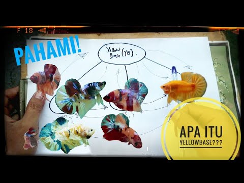 Apa sih YELLOWBASE itu || Penjelasan tentang yellow base 💛🤍🧡 - YouTube