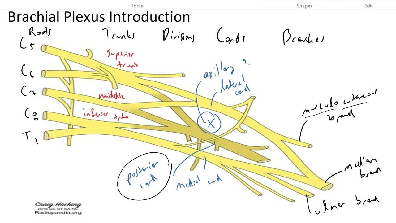 Brachial Plexus Diagram Colored