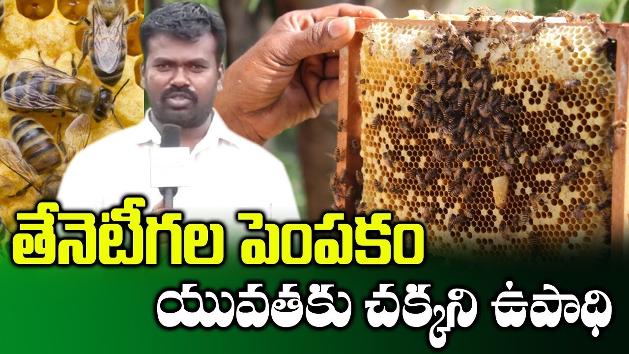 How to Start a Honey Bee Farm || Honey Bees Farming Beginners Tips ...
