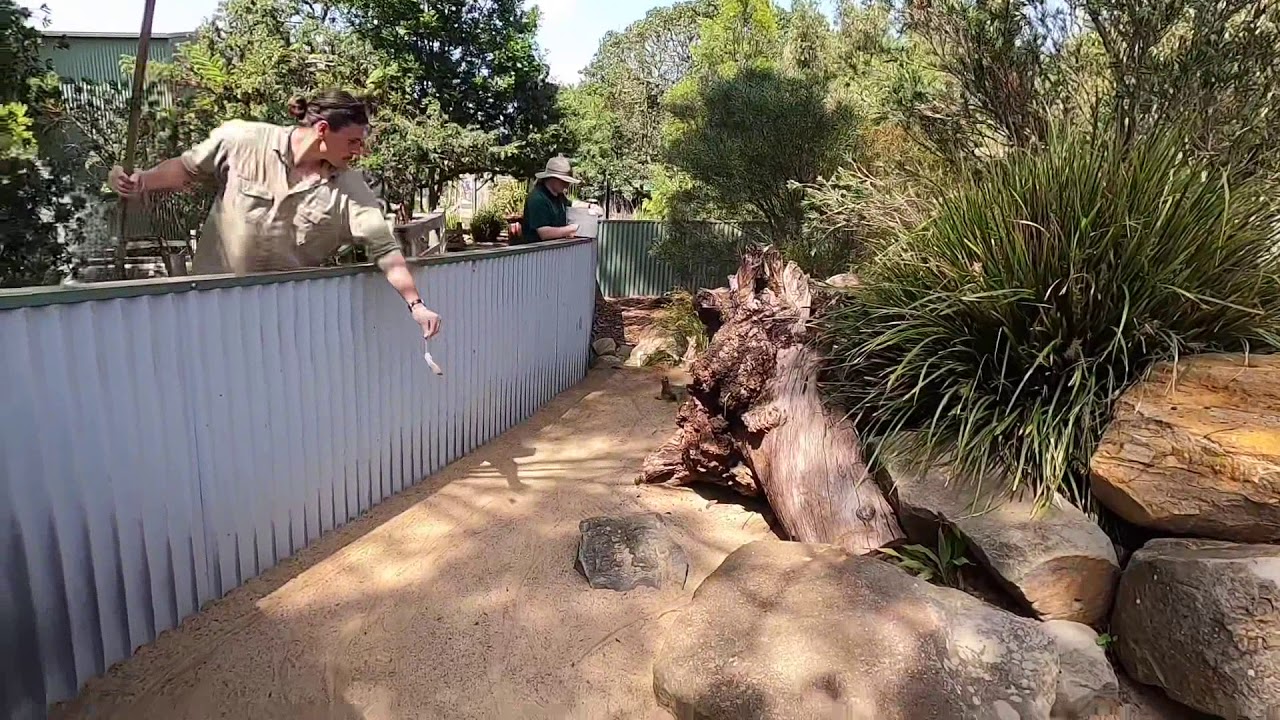 SYMBIO WILDLIFE PARK 2020 NSW - YouTube