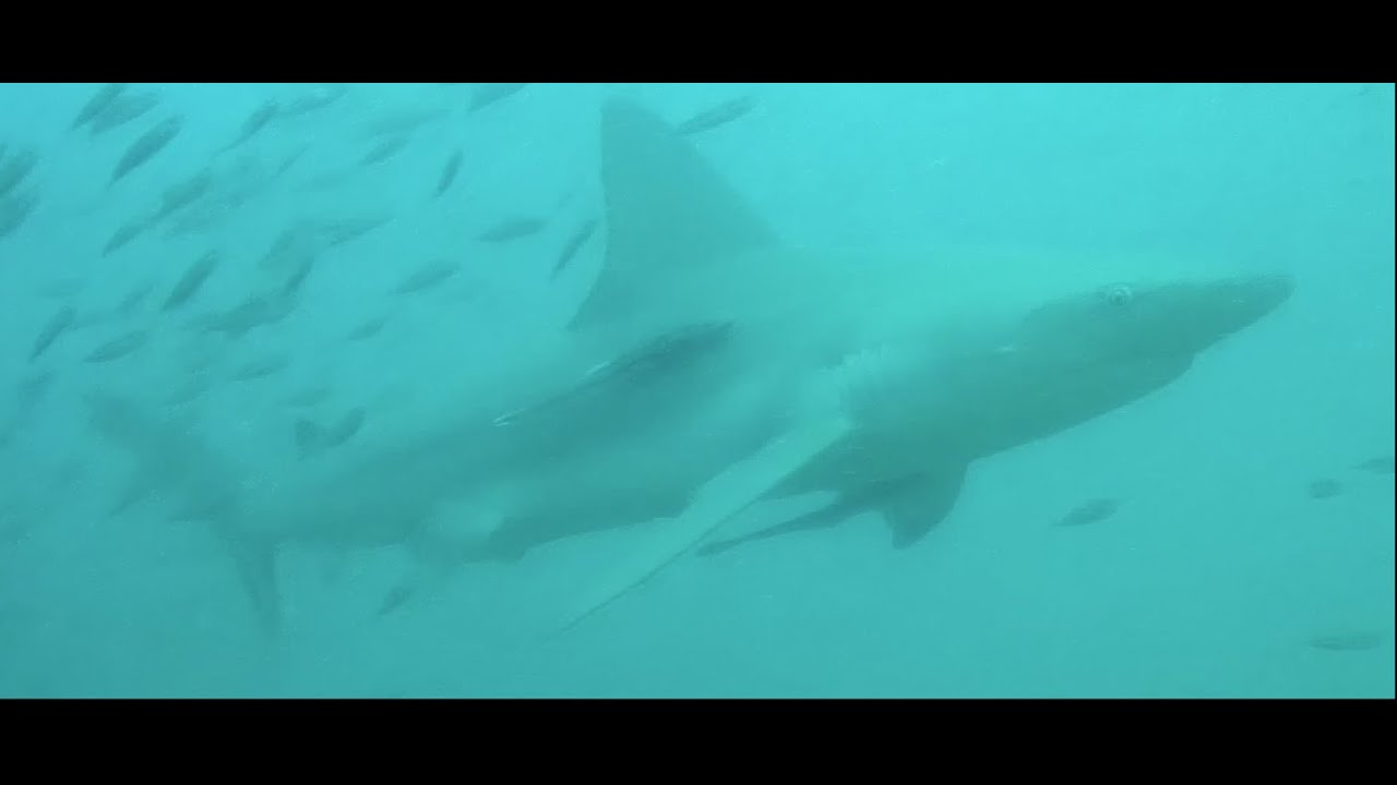 Spearfishing and Shark Encounter with Sea Dogs Dive Center - YouTube