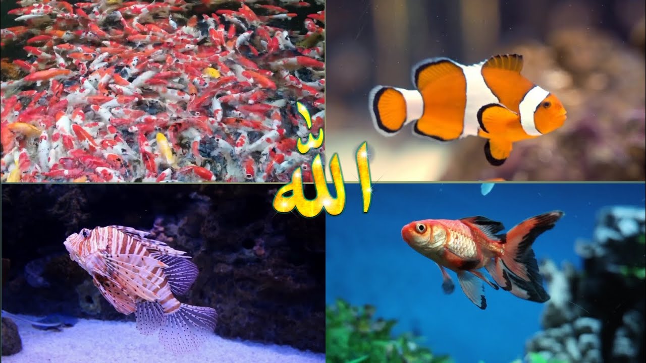 beautiful Nazara Biggest Vlog 🐠🐋🐟fishing - YouTube