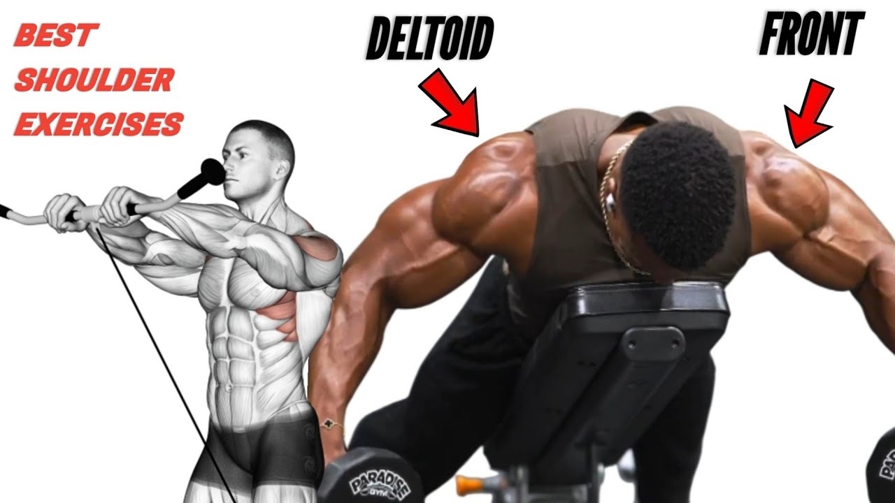 Best Shoulder Exercises To Build Big Shoulder and Rear Deltoid Muscle ...