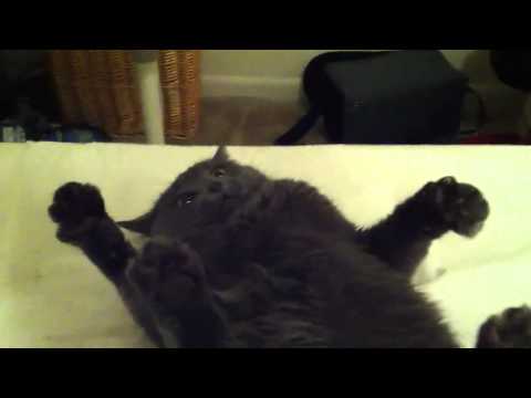 Olympic Cat Tickling