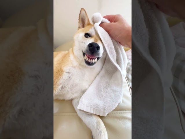 【柴犬 もみさん】風呂上り②イーってする「#Shorts」 Shiba Inu Momisan and Pomeranian Babo ...
