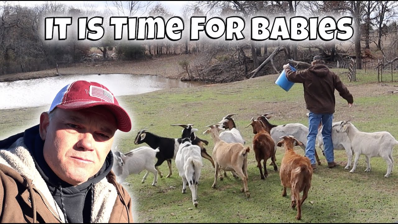 Baby Goats Coming Really Soon!! Get Things Ready For Baby Goats! - YouTube