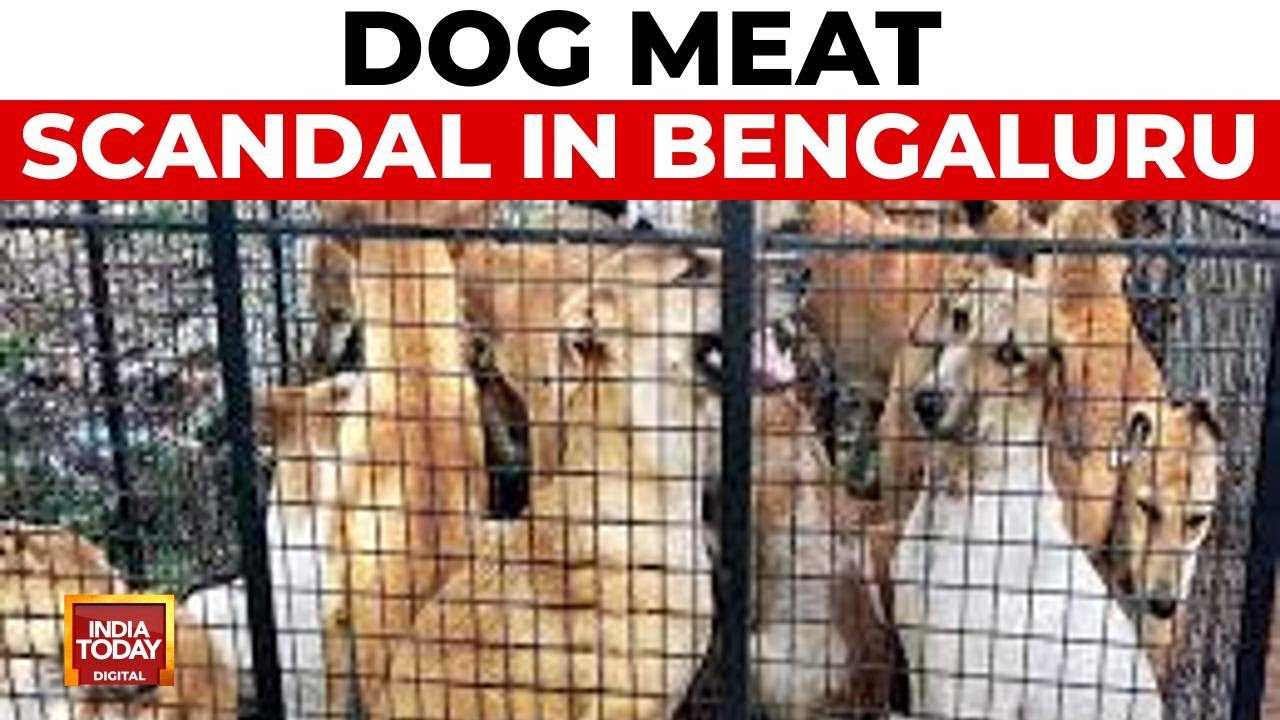 News at 9: Dog Meat Scandal in Bengaluru, FSSAI Orders Inquiry - YouTube