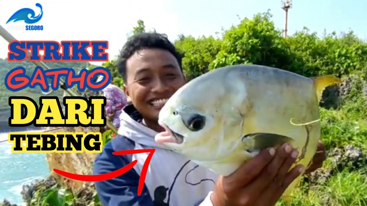 MANCING IKAN GATHO DARI TEBING - YouTube