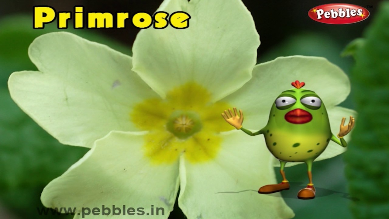 Primrose Rhyme | 3D Nursery Rhymes With Lyrics For Kids | Flower Rhymes ...