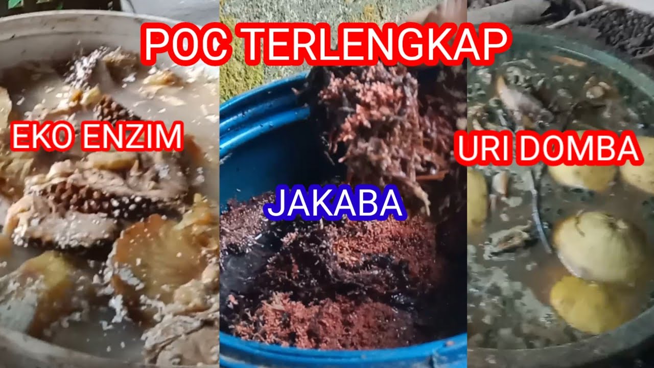 MERACEK POC TERLENGKAP ADA EKO ENZIM, AIR JAKABA DAN URIN DOMBA - YouTube