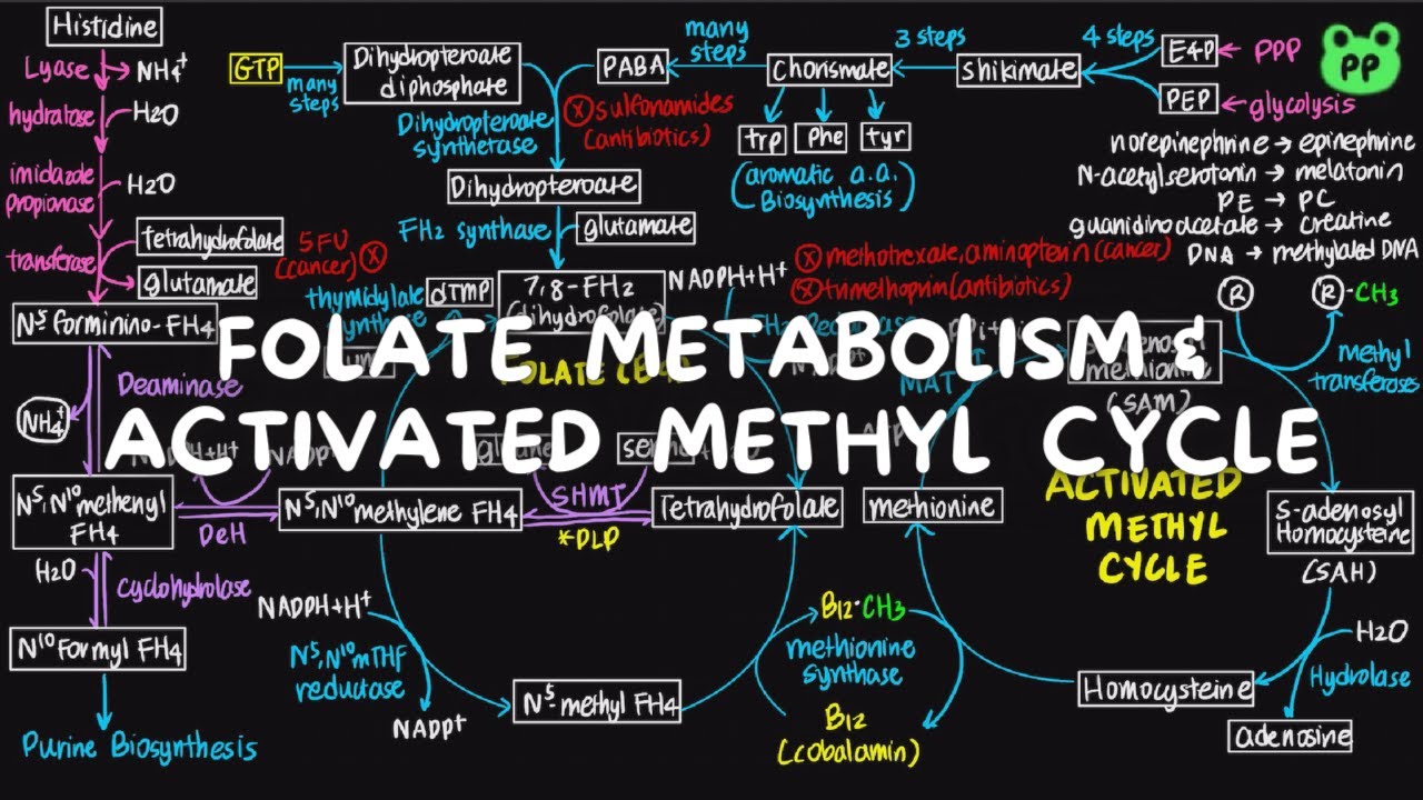 Folate Metabolism & Activated Methyl Cycle | Nitrogen Metabolism 06 ...