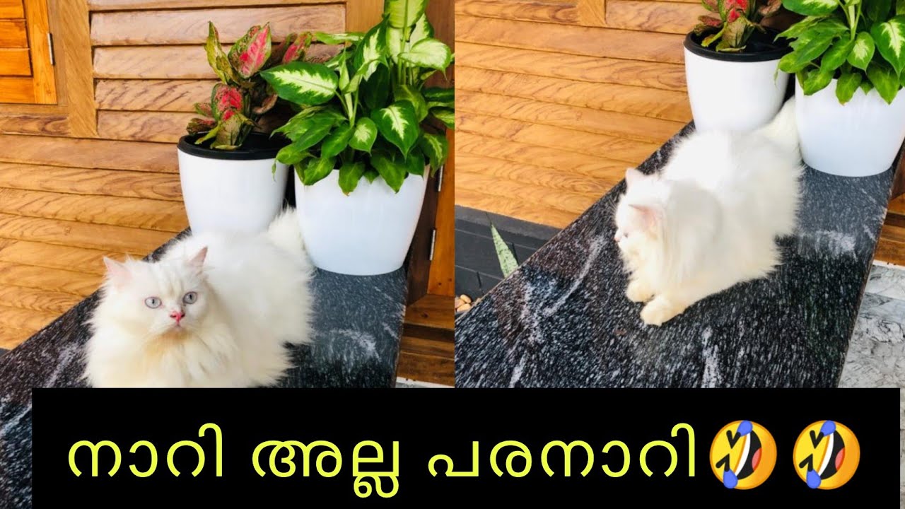 Nari allaa Pyari🤣Janna troll vedio🤣|its our fam - YouTube