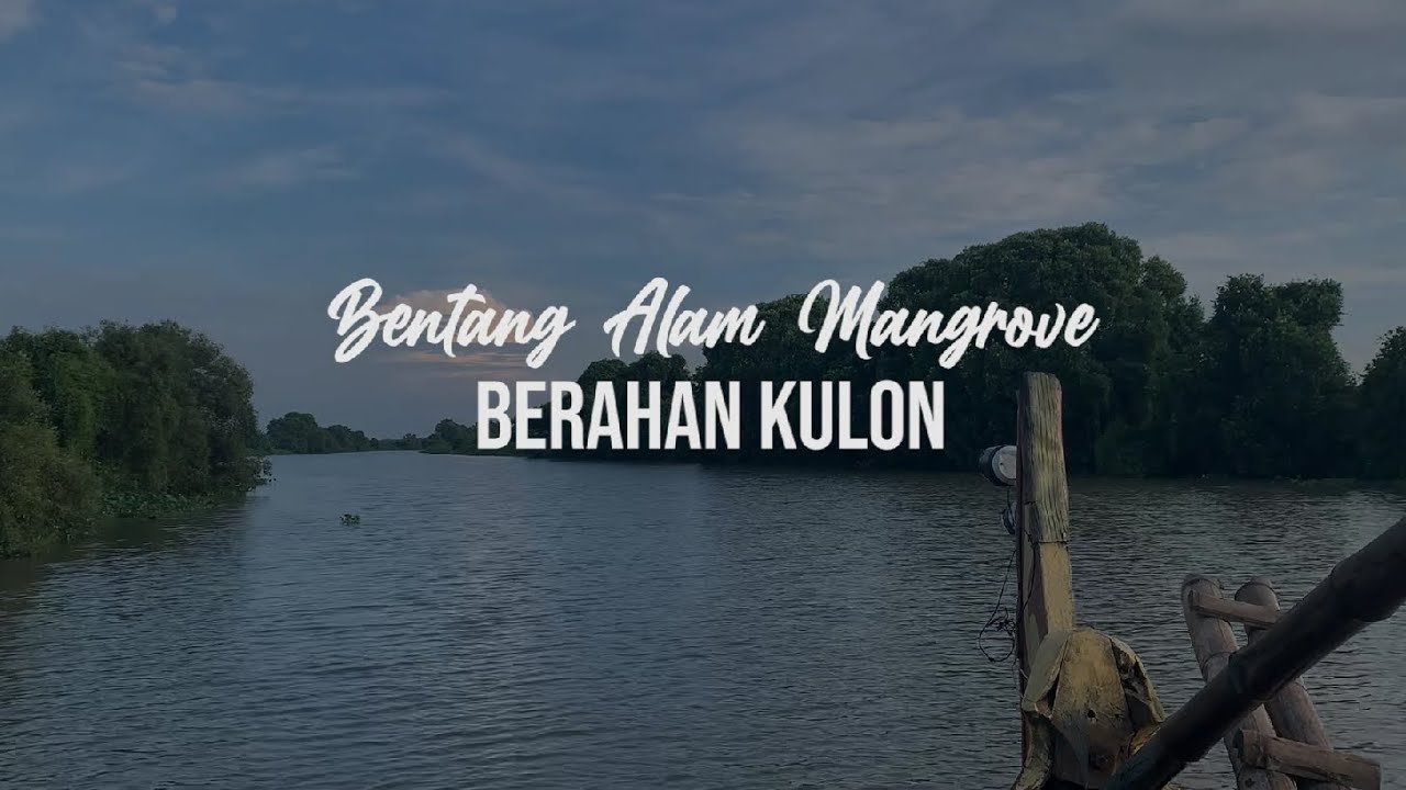 Bentang Alam Mangrove Berahan Kulon - YouTube