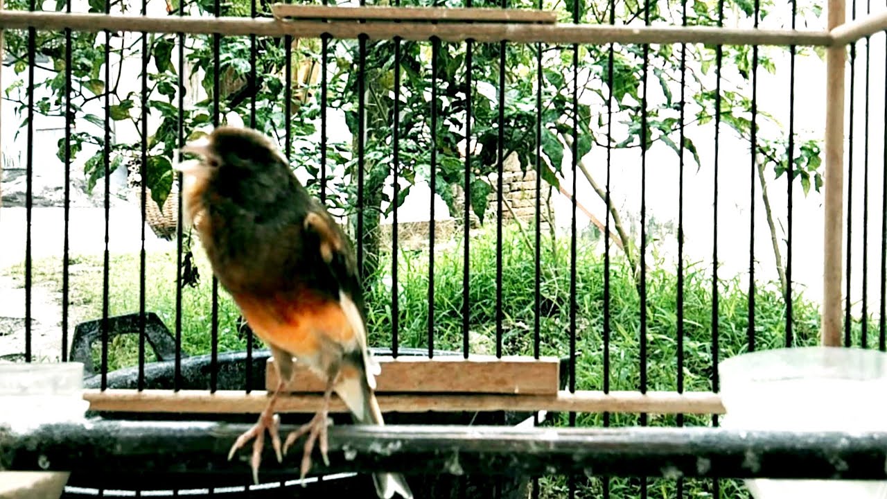 YORKSHIRE canary singing / Timbrado canary's most powerful song for ...