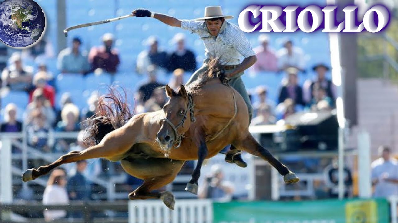 TOP Beautiful Criollo in the World! - YouTube