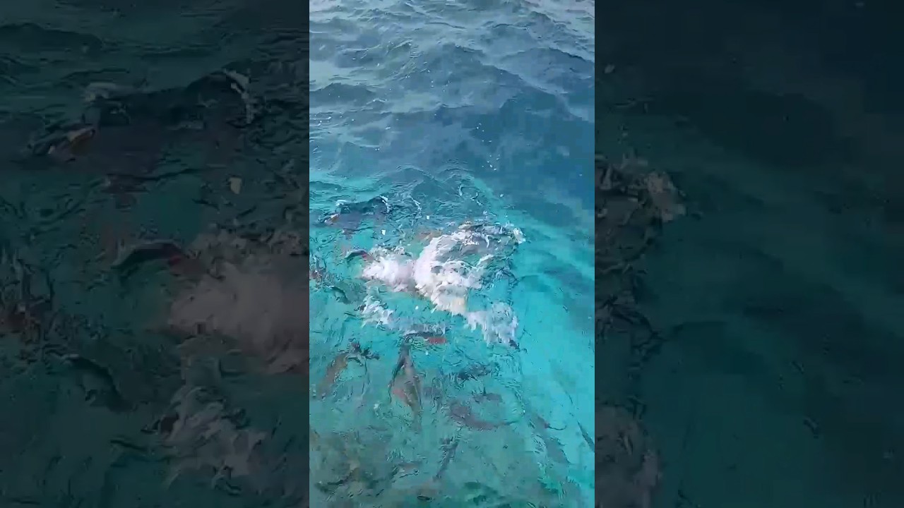 Connected for hunger fish - YouTube