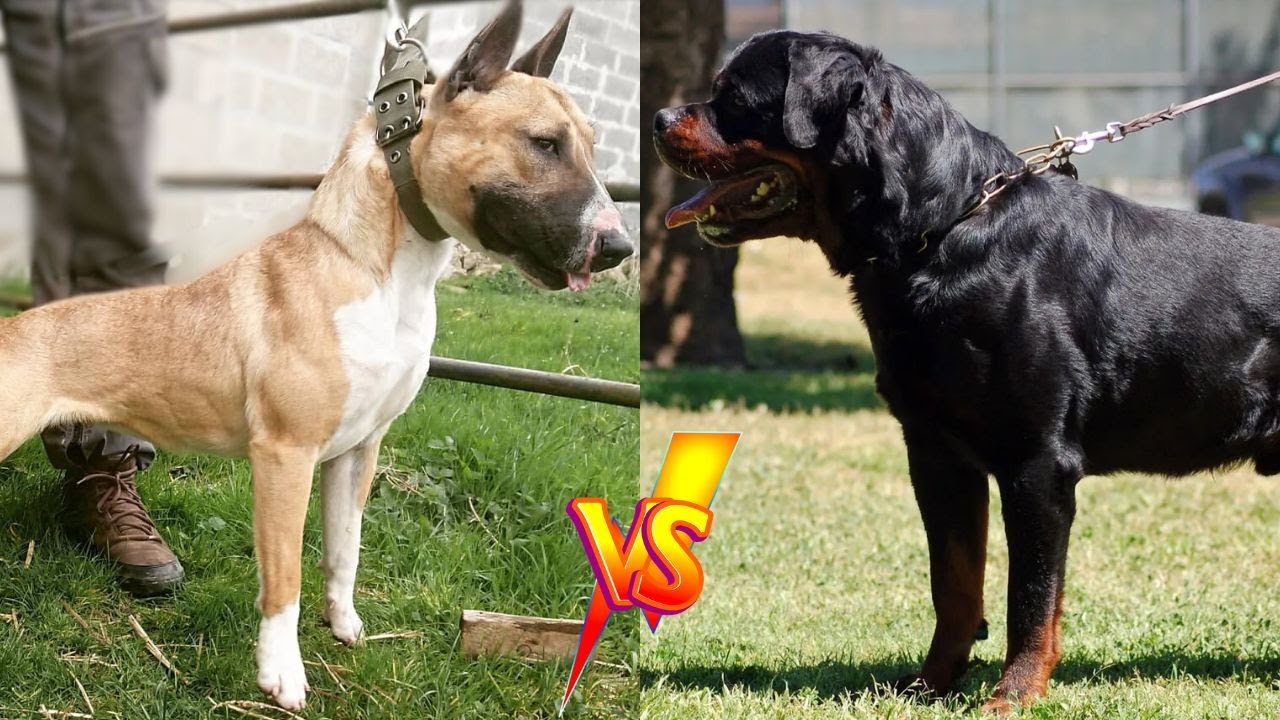 💥Rottweiler Vs Bull Terrier Ingles - Qué raza es mas poderosa - YouTube