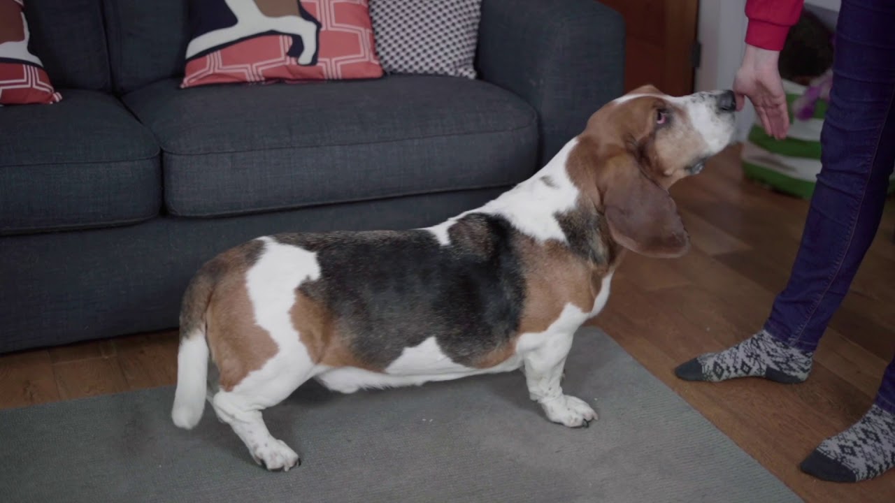 Dogs help support NHS - YouTube