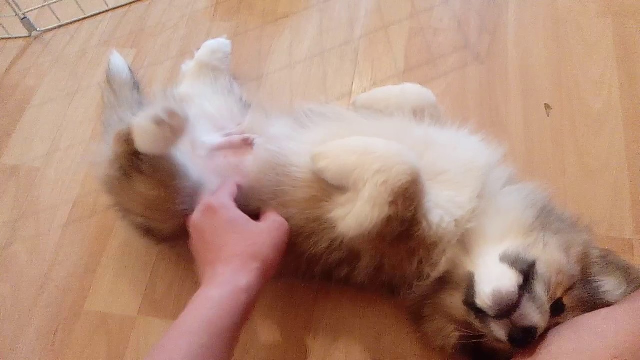 Corgi leg shaking from tummy scratching. - YouTube