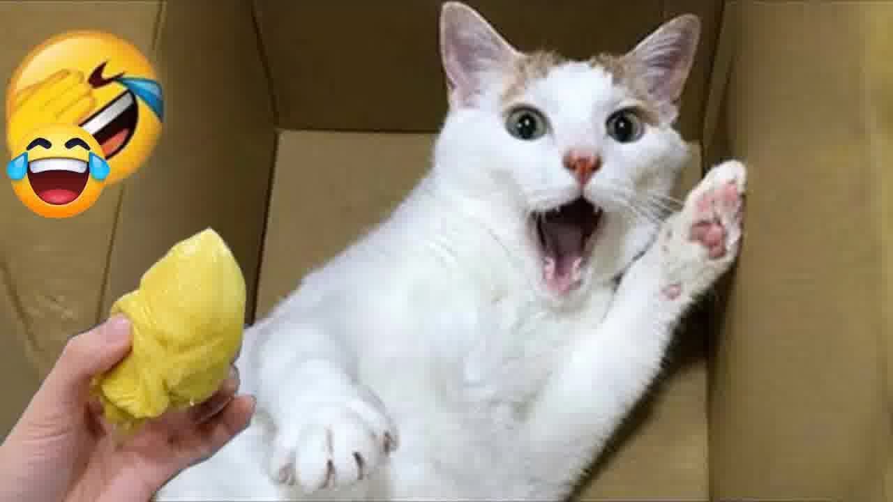 Laugh until you cry with these hilarious animals😙🐶 - YouTube