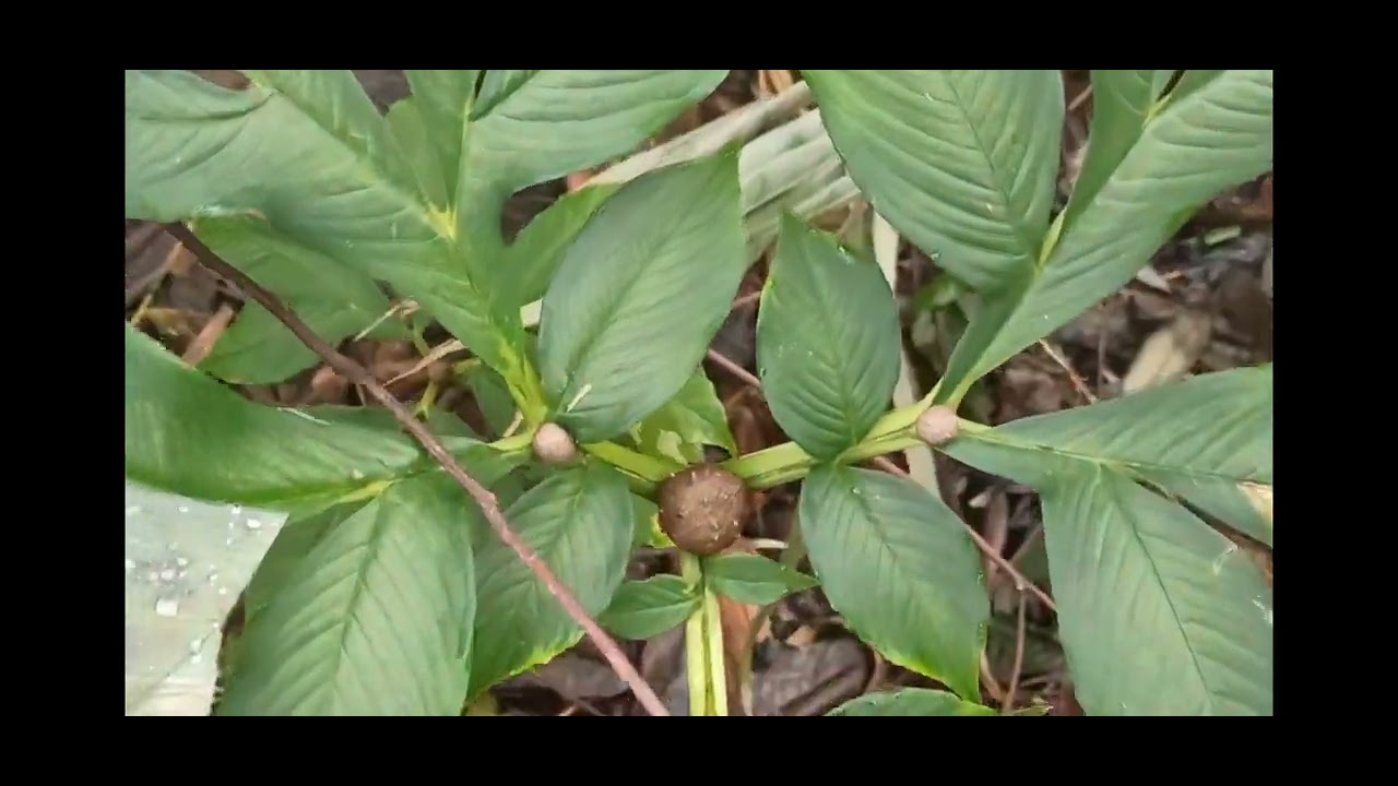 Lahan pembibitan dan pengembangan tanaman porang dan sanca inci - YouTube