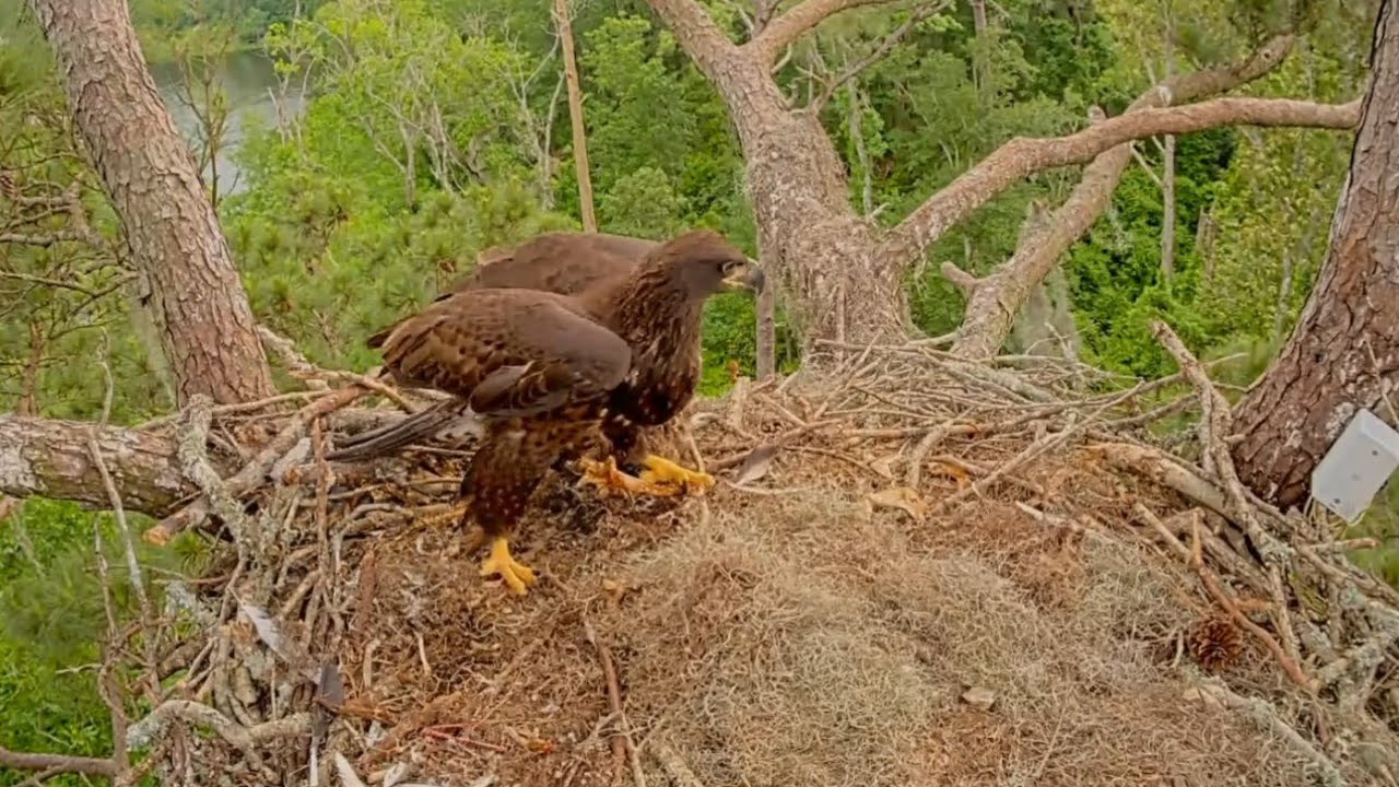 E3-O3 back in nest and battle of the moss begins | Kisatchie National ...