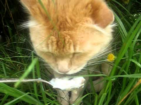Mrs Wiggins the cat eats her plum pudding - YouTube