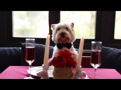 Sevimli köpeklerin sevgililer günü yemeği