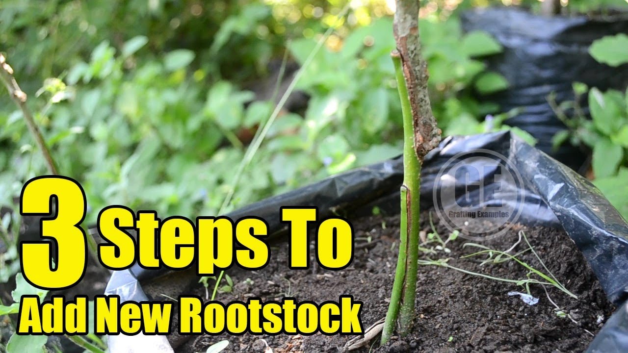 Mango Tree: 3 Step to Add New Rootstock On Mango Tree - YouTube