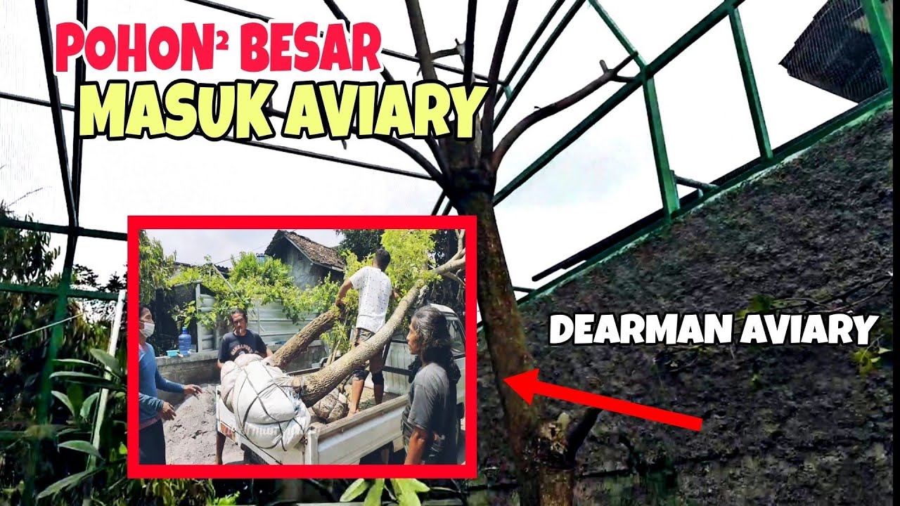 Aviary Jogja | Pohon-Pohon Besar Masuk Aviary | deArman Aviary - YouTube