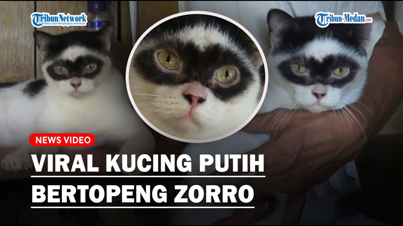 Viral Kucing Bertopeng Zorro Raup Keuntungan hingga Rp100 Juta per ...