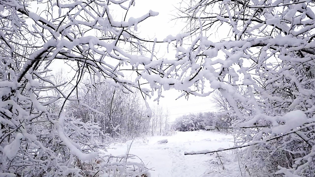 RELAXING SNOWFALL | BEAUTIFUL WINTER VIDEO with Relaxing Musis ...