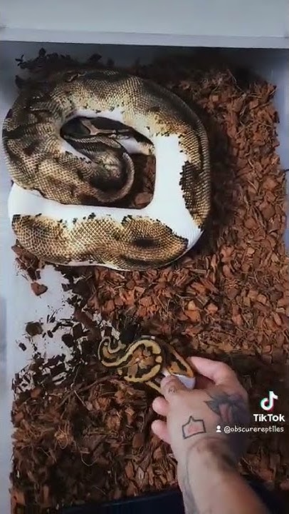 Ball Pythons, How Big do the get? - YouTube