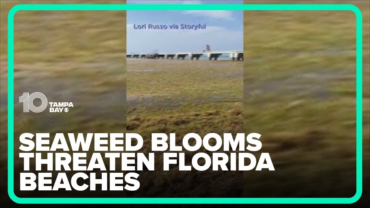 Seaweed blooms threaten Florida beaches - YouTube
