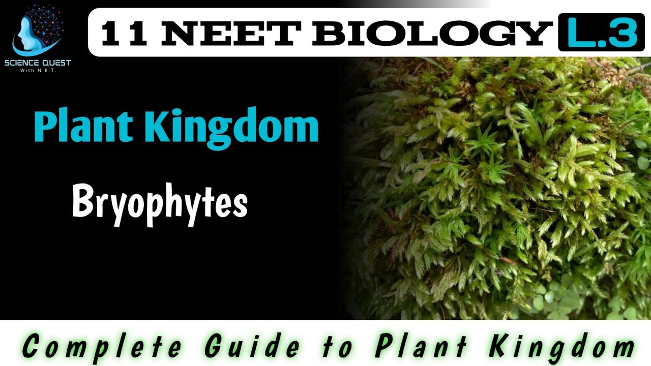 Bryophytes - Plant Kingdom Class 11 Biology Chapter - 3 | NEET /CBSE ...