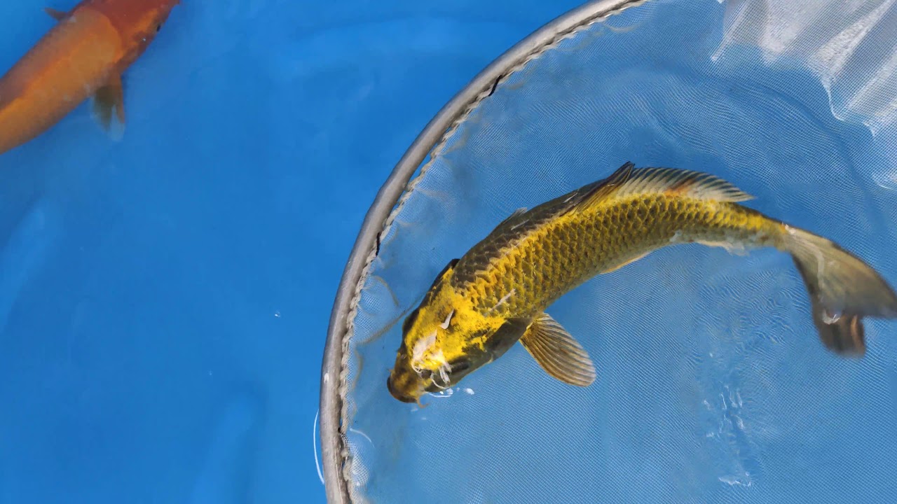 10822 Kin Kabuto Omosako Koi Farm - YouTube