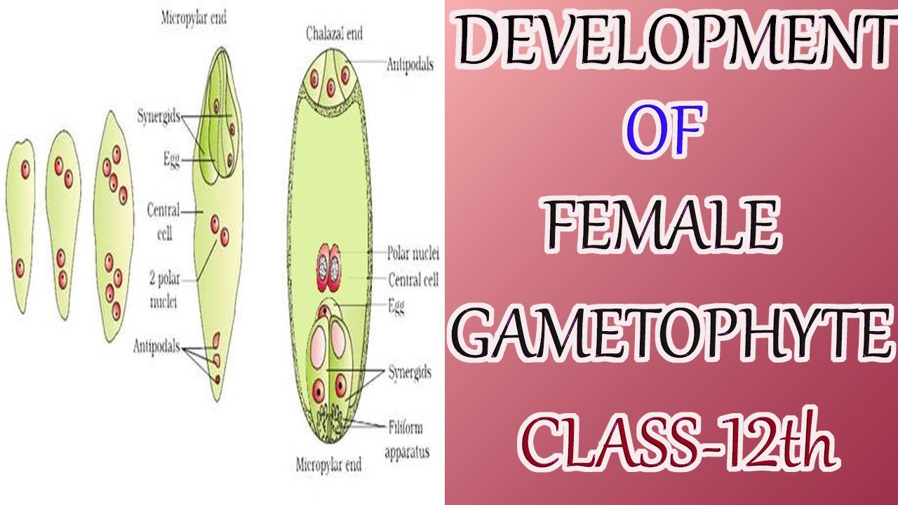 DEVELOPMENT OF FEMALE GAMETOPHYTE - YouTube