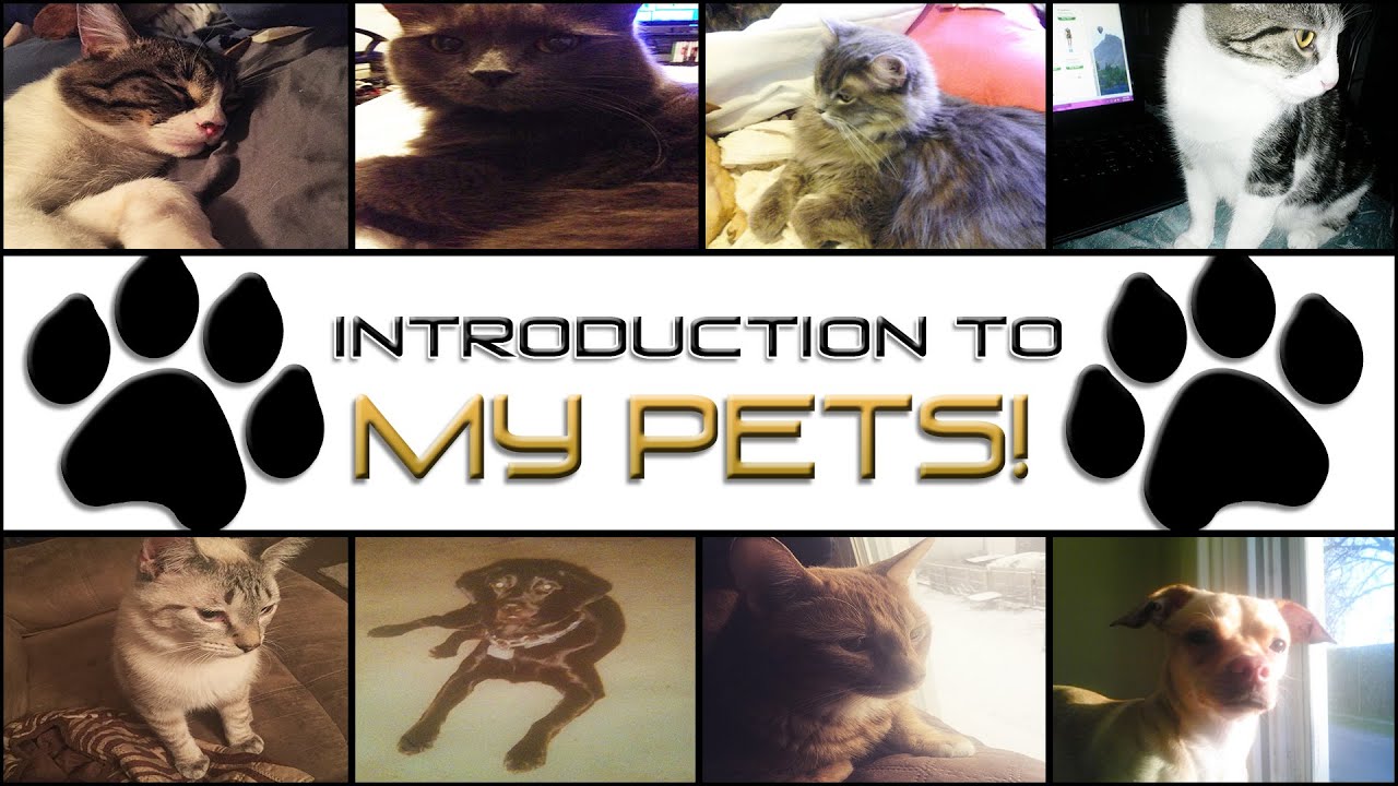 Special: Introduction To My Pets! - YouTube