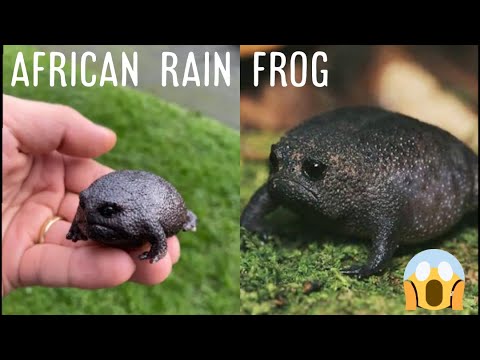 African rain frog | The screaming frog | world cutest frog - YouTube