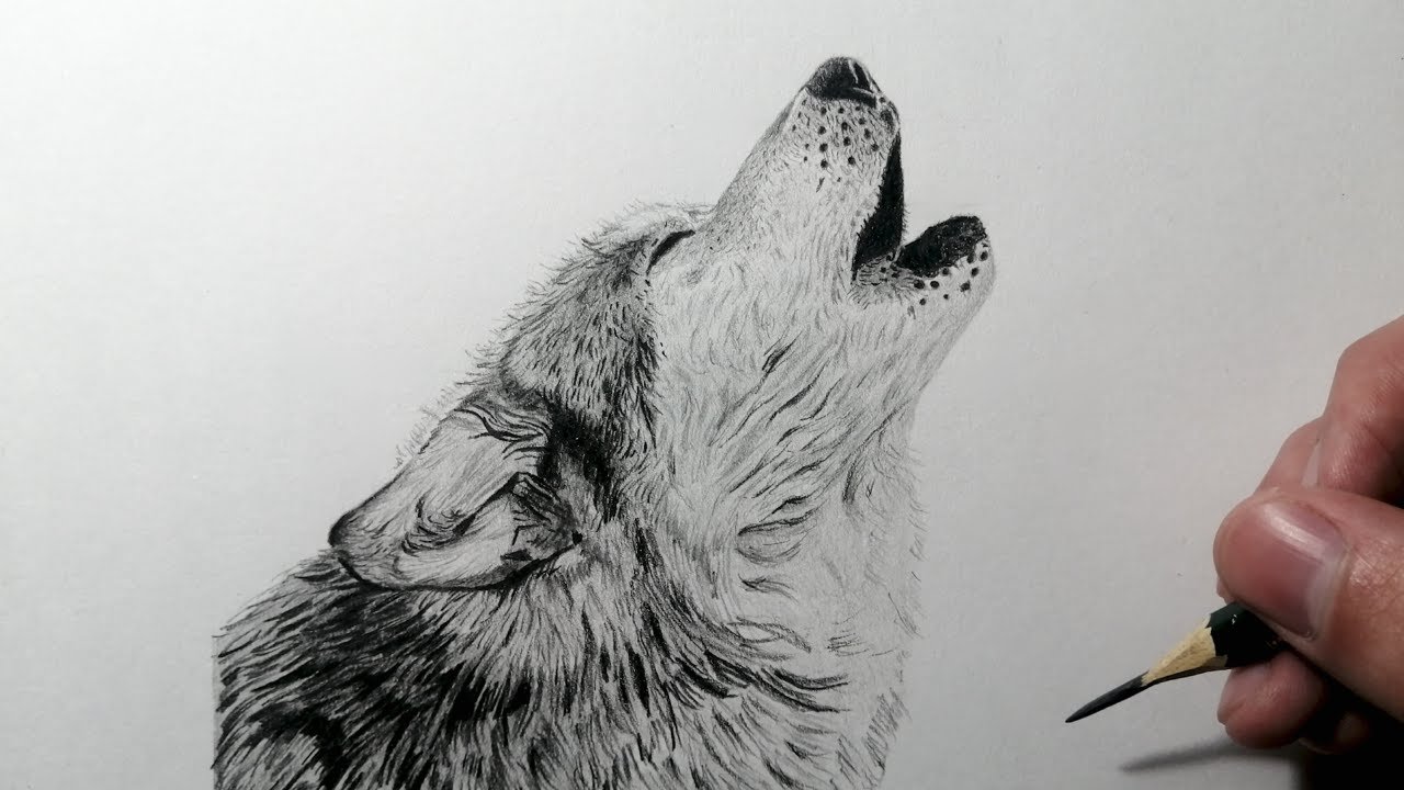 Cómo dibujar un Lobo - YouTube