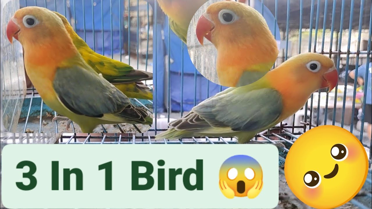 Vlog296 Clear Pied Opaline Parblue Opaline Green Opaline😱 3 Mutations ...